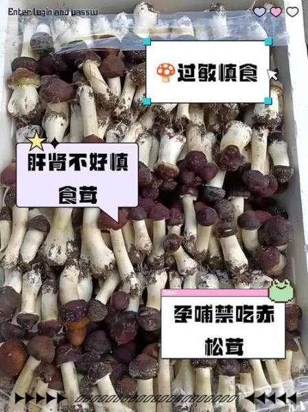 松茸不适合哪些人吃_过敏体质能吃松茸吗-第1张图片-山城妙识