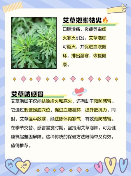 艾叶泡脚有什么好处_艾叶的功效与作用-第3张图片-山城妙识 艾叶泡脚有什么好处_艾叶的功效与作用-第3张图片-山城妙识