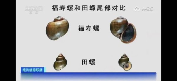 中国常见淡水螺有哪些_如何区分福寿螺与田螺-第2张图片-山城妙识