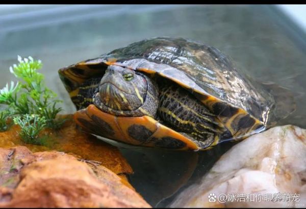 巴西龟长什么样子_巴西龟外形特征图解-第3张图片-山城妙识