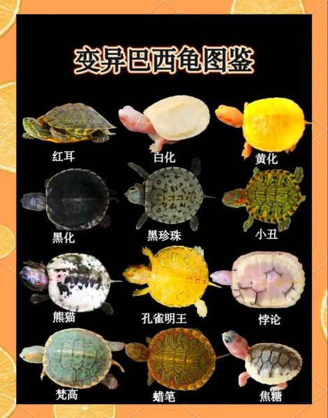 巴西龟长什么样子_巴西龟外形特征图解-第2张图片-山城妙识