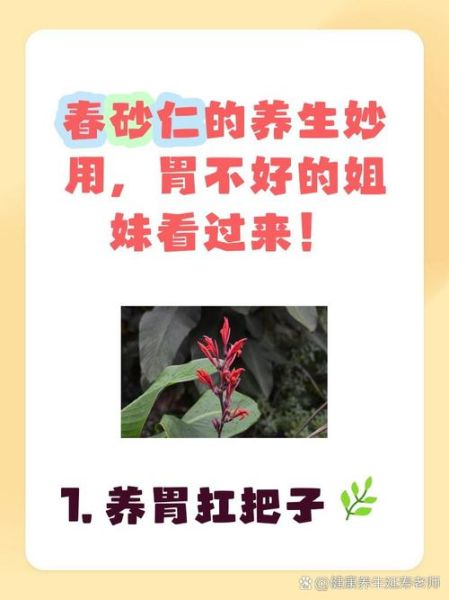 春砂仁的功效与作用_春砂仁怎么吃效果好-第3张图片-山城妙识