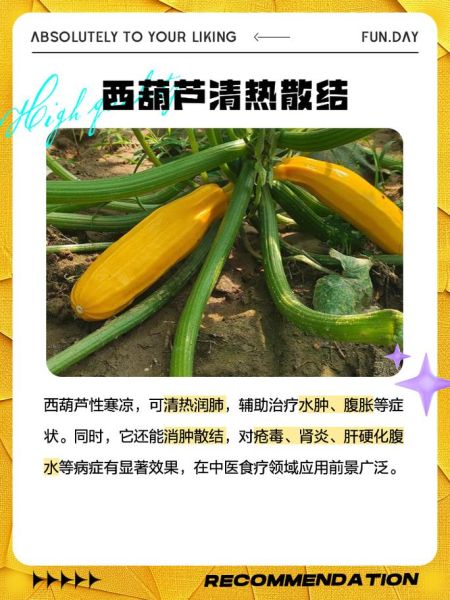 西胡瓜的功效与作用_西胡瓜的禁忌人群-第1张图片-山城妙识 西胡瓜的功效与作用_西胡瓜的禁忌人群-第1张图片-山城妙识