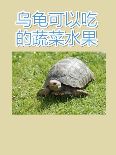 乌龟可以吃哪些水果_乌龟吃水果注意事项-第2张图片-山城妙识