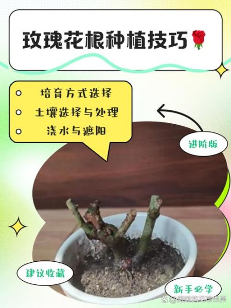 采花技巧有哪些_如何正确采花不伤根-第1张图片-山城妙识 采花技巧有哪些_如何正确采花不伤根-第1张图片-山城妙识