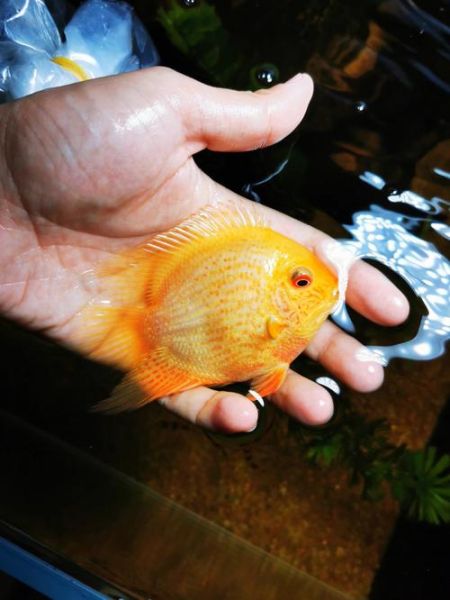 菠萝鱼能和什么鱼混养_菠萝鱼混养注意事项-第1张图片-山城妙识