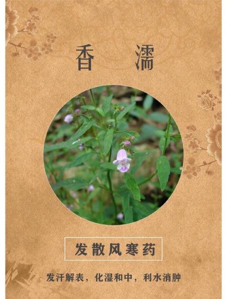 香薷图片长什么样_香薷与薄荷怎么区分-第1张图片-山城妙识