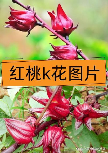 红桃k图片_红桃k象征什么-第1张图片-山城妙识 红桃k图片_红桃k象征什么-第1张图片-山城妙识