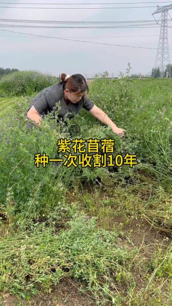 紫花苜蓿怎么种_紫花苜蓿种植时间和方法-第2张图片-山城妙识 紫花苜蓿怎么种_紫花苜蓿种植时间和方法-第2张图片-山城妙识