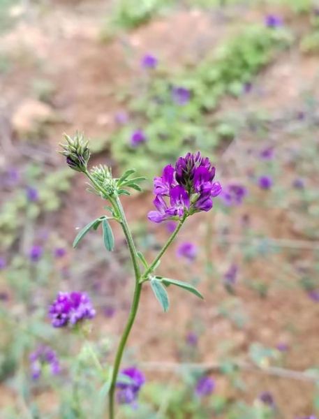 紫花苜蓿怎么种_紫花苜蓿种植时间和方法-第3张图片-山城妙识 紫花苜蓿怎么种_紫花苜蓿种植时间和方法-第3张图片-山城妙识