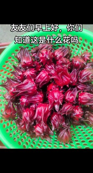 红桃k图片_红桃k象征什么-第3张图片-山城妙识 红桃k图片_红桃k象征什么-第3张图片-山城妙识