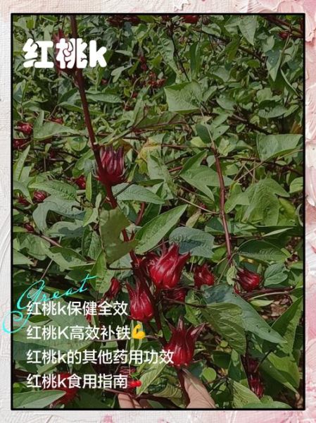 红桃k图片_红桃k象征什么-第2张图片-山城妙识 红桃k图片_红桃k象征什么-第2张图片-山城妙识