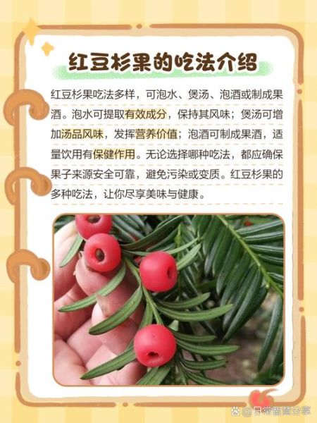 红豆杉果子能吃吗_红豆杉果子泡酒功效-第3张图片-山城妙识