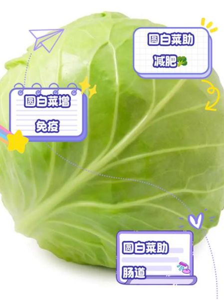 圆白菜馅用焯水吗_不焯水怎么除涩-第2张图片-山城妙识