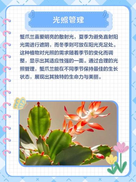 毛蟹爪兰怎么读_毛蟹爪兰养护技巧-第1张图片-山城妙识 毛蟹爪兰怎么读_毛蟹爪兰养护技巧-第1张图片-山城妙识