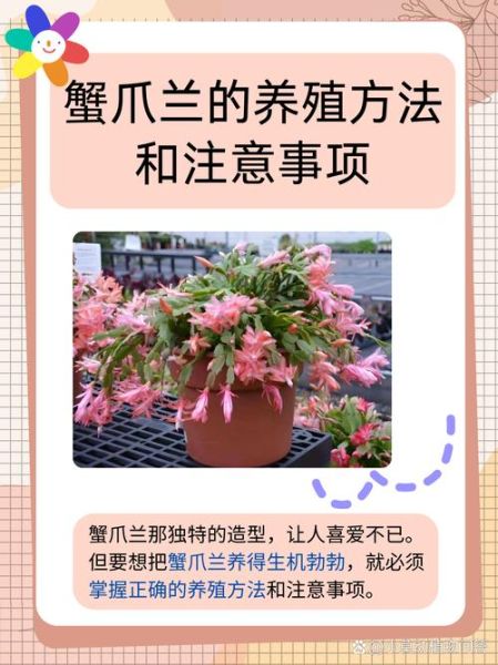 毛蟹爪兰怎么读_毛蟹爪兰养护技巧-第2张图片-山城妙识 毛蟹爪兰怎么读_毛蟹爪兰养护技巧-第2张图片-山城妙识