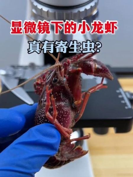 小龙虾熟了有寄生虫吗_高温烹煮能杀死寄生虫吗-第1张图片-山城妙识
