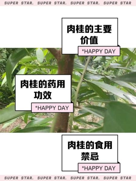 肉桂降血糖吗_肉桂的功效与作用-第1张图片-山城妙识 肉桂降血糖吗_肉桂的功效与作用-第1张图片-山城妙识