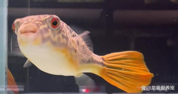 狗头鱼图片怎么拍_狗头鱼图片高清下载-第1张图片-山城妙识