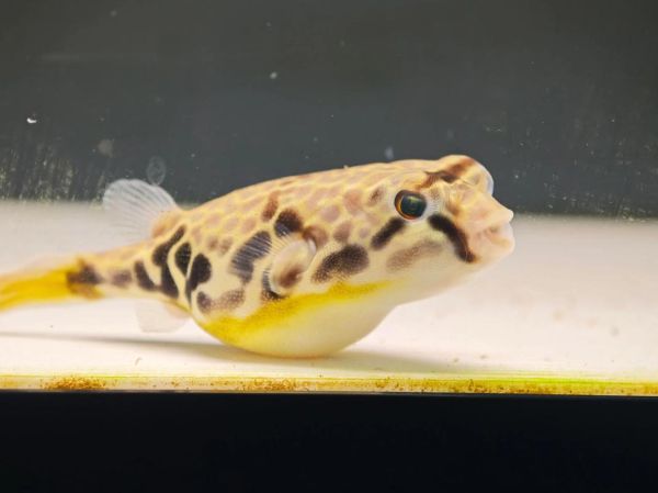 狗头鱼图片怎么拍_狗头鱼图片高清下载-第3张图片-山城妙识