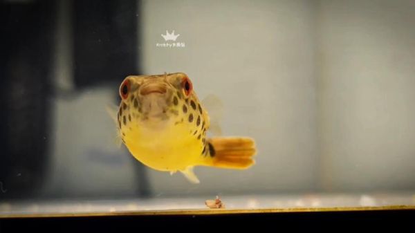 狗头鱼图片怎么拍_狗头鱼图片高清下载-第2张图片-山城妙识