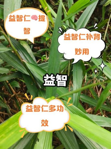 益智仁的功效与作用_益智仁怎么吃效果最好-第3张图片-山城妙识