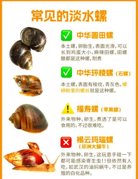 田螺用盐水泡多久会死_盐水浓度多少合适-第3张图片-山城妙识