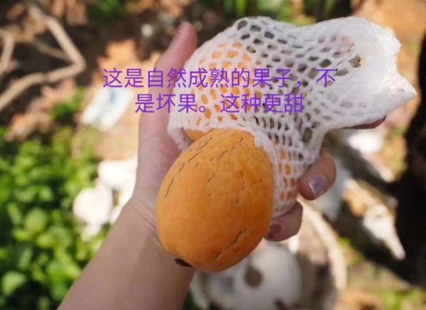 枇杷果实怎么挑选_枇杷果实的功效与作用-第3张图片-山城妙识