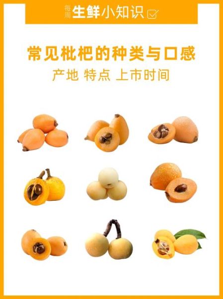 枇杷果实怎么挑选_枇杷果实的功效与作用-第2张图片-山城妙识