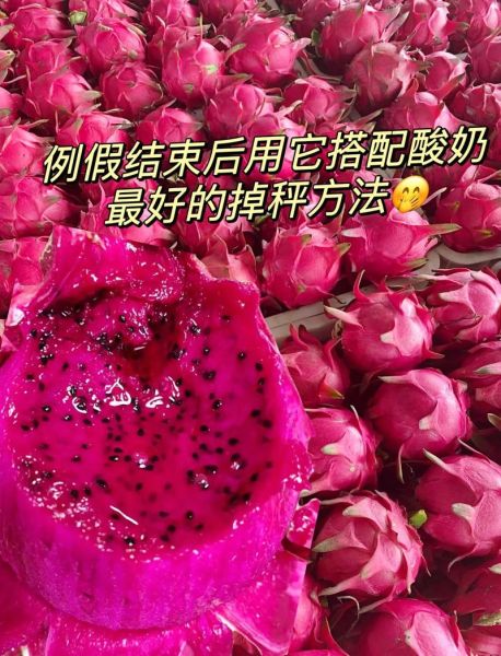 火龙果酸奶减肥法有效吗_一周能瘦几斤-第3张图片-山城妙识