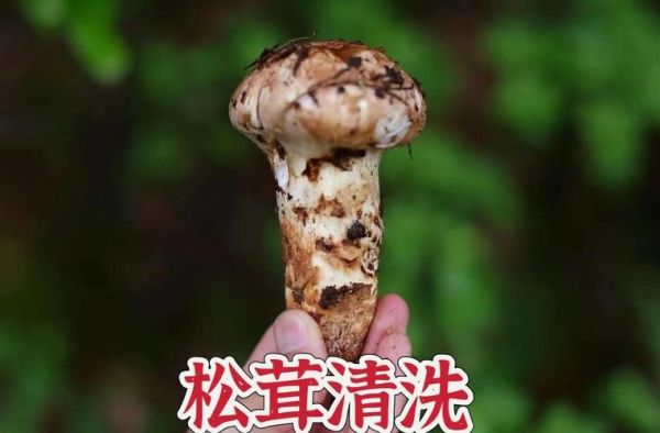 新鲜松茸怎么清洗_新鲜松茸的做法大全-第2张图片-山城妙识
