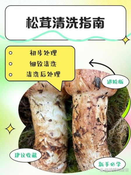 新鲜松茸怎么清洗_新鲜松茸的做法大全-第1张图片-山城妙识