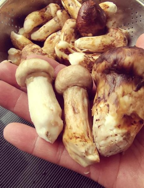 新鲜松茸怎么清洗_新鲜松茸的做法大全-第3张图片-山城妙识
