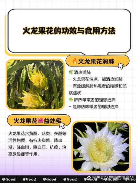 吃火龙果花有什么好处_火龙果花怎么吃才健康-第1张图片-山城妙识