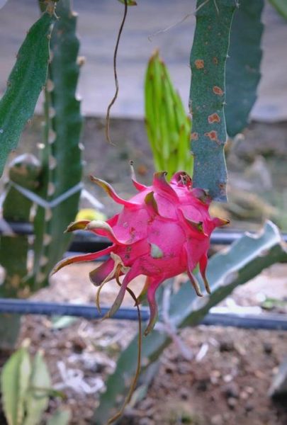 吃火龙果花有什么好处_火龙果花怎么吃才健康-第3张图片-山城妙识