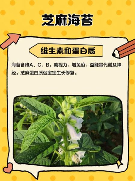 芝麻海苔的营养价值_芝麻海苔适合减肥吗-第1张图片-山城妙识