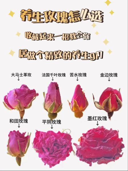 泡玫瑰花的功效与作用_泡玫瑰花茶能减肥吗-第2张图片-山城妙识