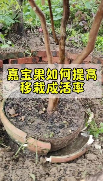 水果沙拉树是什么_怎么在家种-第1张图片-山城妙识