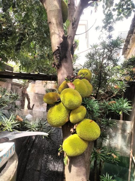 水果沙拉树是什么_怎么在家种-第3张图片-山城妙识