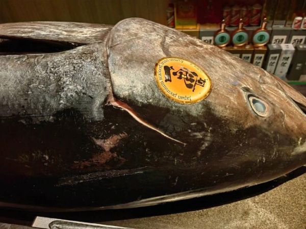 蓝鳍金枪鱼2000万人民_为什么这么贵-第3张图片-山城妙识 蓝鳍金枪鱼2000万人民_为什么这么贵-第3张图片-山城妙识