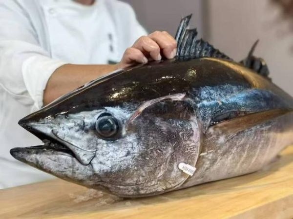 蓝鳍金枪鱼2000万人民_为什么这么贵-第1张图片-山城妙识 蓝鳍金枪鱼2000万人民_为什么这么贵-第1张图片-山城妙识