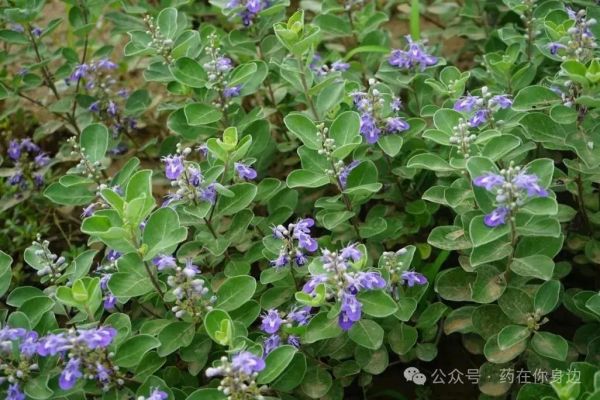 蔓菁子是什么_蔓菁子功效与作用-第1张图片-山城妙识