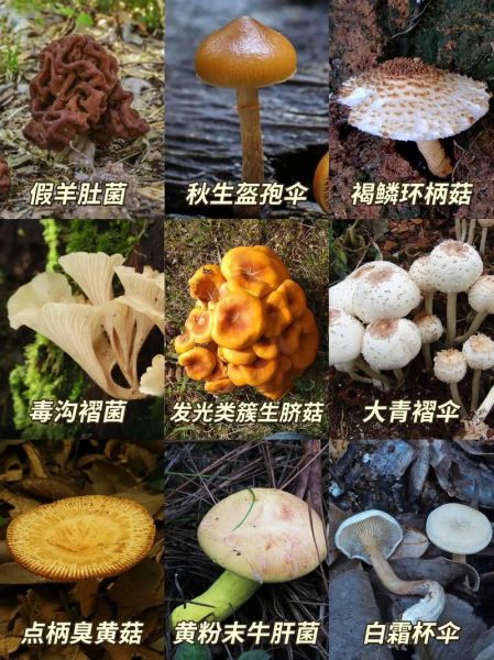 哪些蘑菇可以经常吃_如何挑选安全可食用的20种蘑菇-第3张图片-山城妙识 哪些蘑菇可以经常吃_如何挑选安全可食用的20种蘑菇-第3张图片-山城妙识