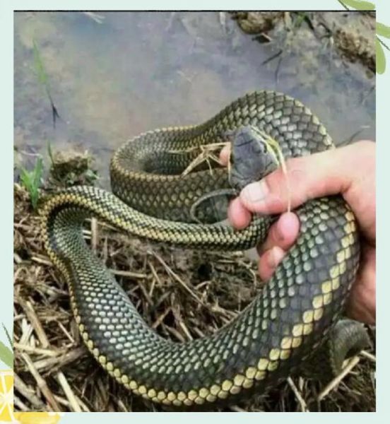 蛇为什么怕黄鳝_黄鳝对蛇的威胁有多大-第1张图片-山城妙识
