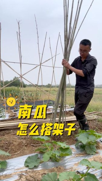 节瓜搭架用什么材料_节瓜搭架方法视频教程-第1张图片-山城妙识 节瓜搭架用什么材料_节瓜搭架方法视频教程-第1张图片-山城妙识