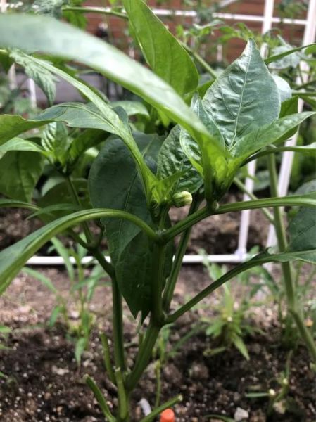 节瓜搭架用什么材料_节瓜搭架方法视频教程-第3张图片-山城妙识 节瓜搭架用什么材料_节瓜搭架方法视频教程-第3张图片-山城妙识