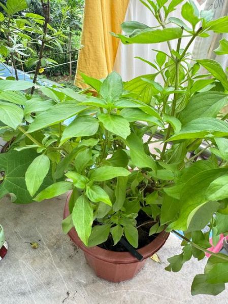 金不换草药图片_金不换草药的功效与作用-第3张图片-山城妙识 金不换草药图片_金不换草药的功效与作用-第3张图片-山城妙识