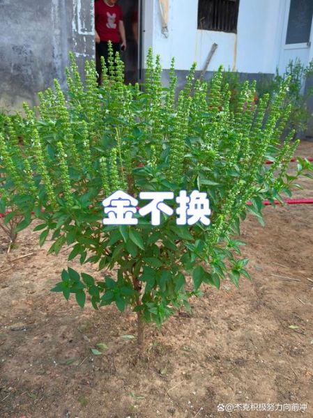 金不换草药图片_金不换草药的功效与作用-第2张图片-山城妙识 金不换草药图片_金不换草药的功效与作用-第2张图片-山城妙识