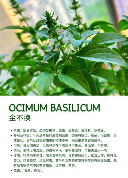 金不换草药图片_金不换草药的功效与作用-第1张图片-山城妙识 金不换草药图片_金不换草药的功效与作用-第1张图片-山城妙识