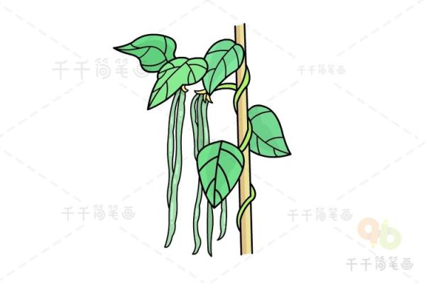 豆角卡通图片怎么画_豆角卡通简笔画教程-第2张图片-山城妙识 豆角卡通图片怎么画_豆角卡通简笔画教程-第2张图片-山城妙识